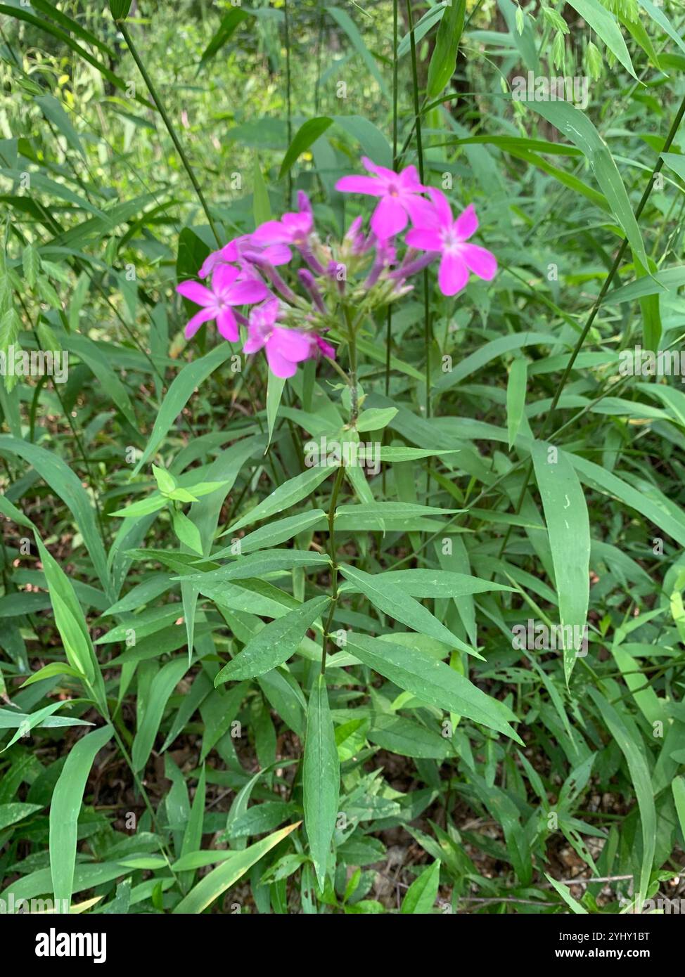 fall phlox (Phlox paniculata Stock Photo - Alamy