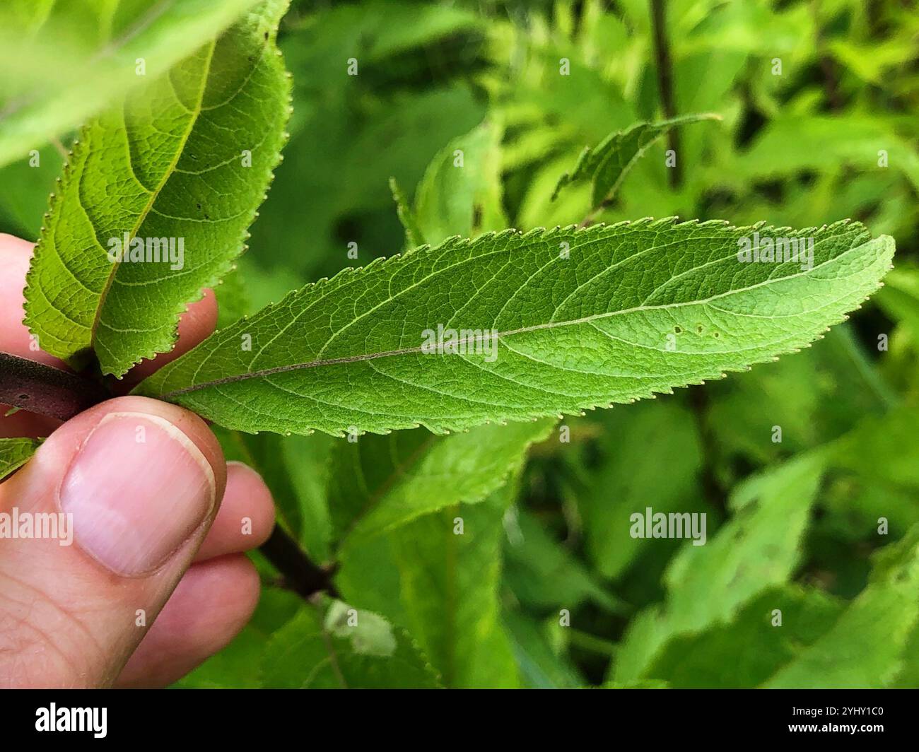 Joe-Pye weeds (Eutrochium Stock Photo - Alamy