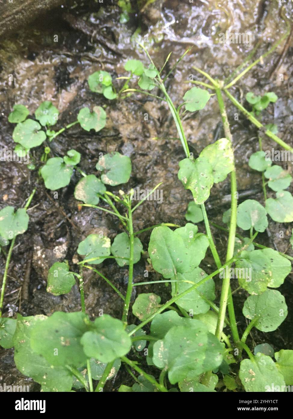 American Bittercress (Cardamine rotundifolia Stock Photo - Alamy