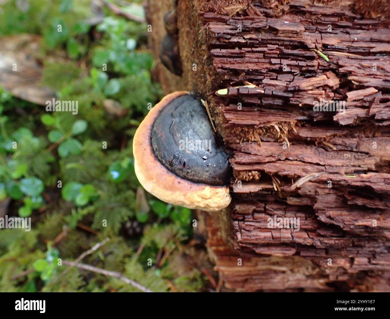 Red-banded Conks (Fomitopsis pinicola Stock Photo - Alamy