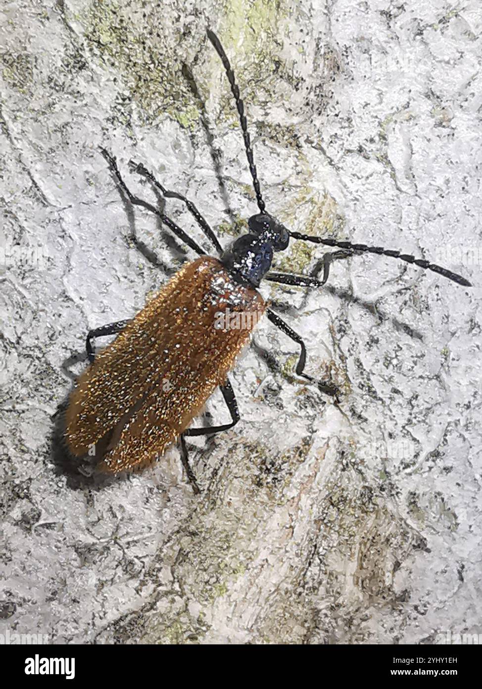 Rough-haired Lagria Beetle (Lagria hirta Stock Photo - Alamy