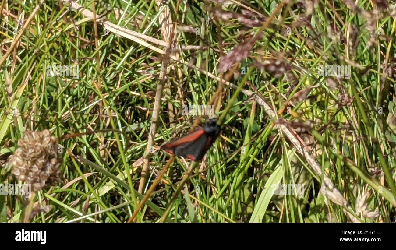 Cinnabar moth (Tyria jacobaeae Stock Photo - Alamy