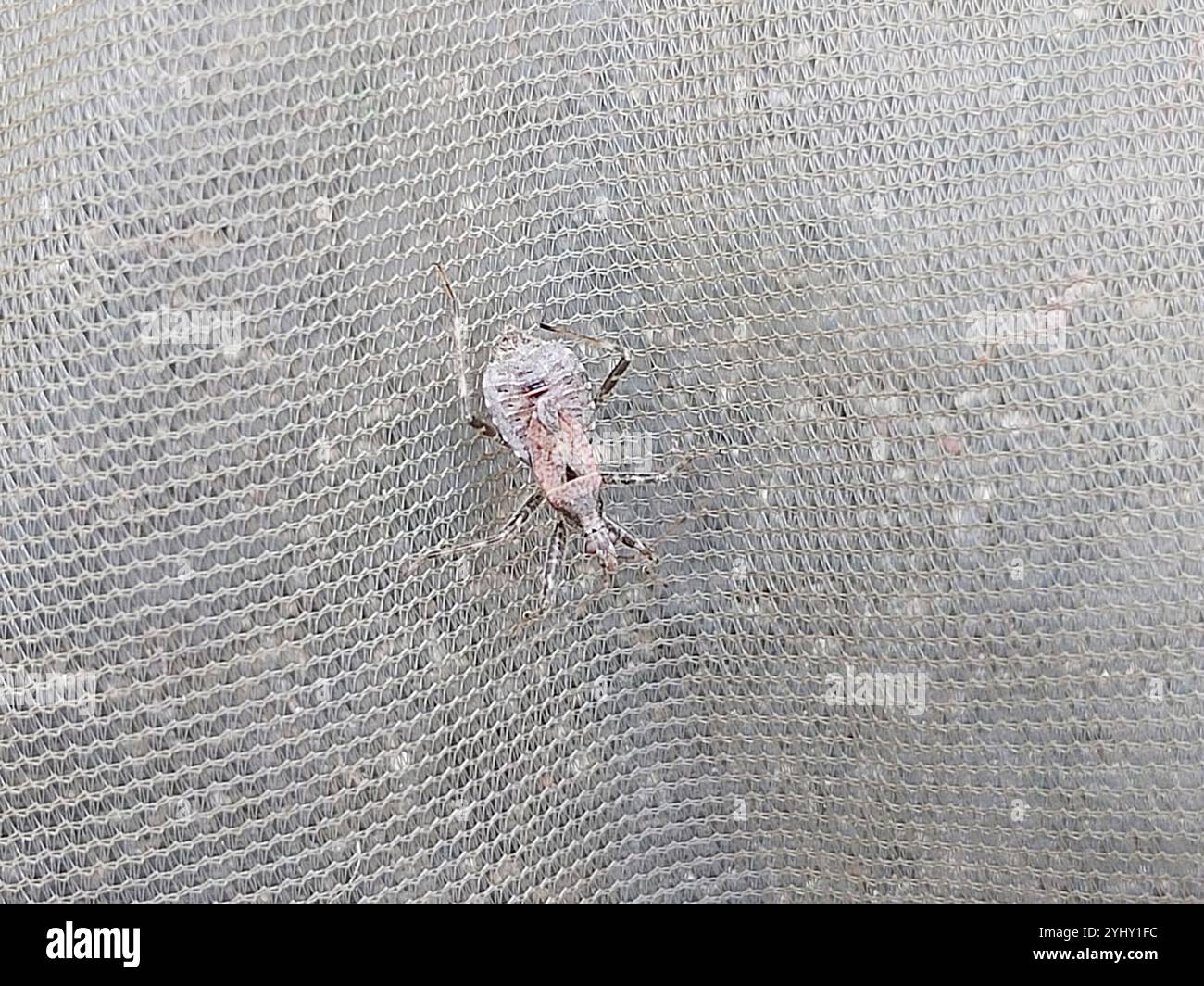 Tree Damsel Bug (Himacerus apterus Stock Photo - Alamy