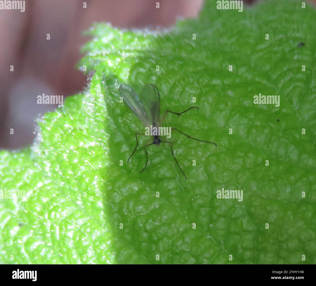 Fungus Gnats and Gall Midges (Sciaroidea Stock Photo - Alamy