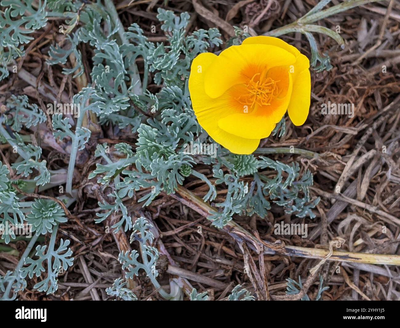 Desert Poppies (Eschscholzia Stock Photo - Alamy