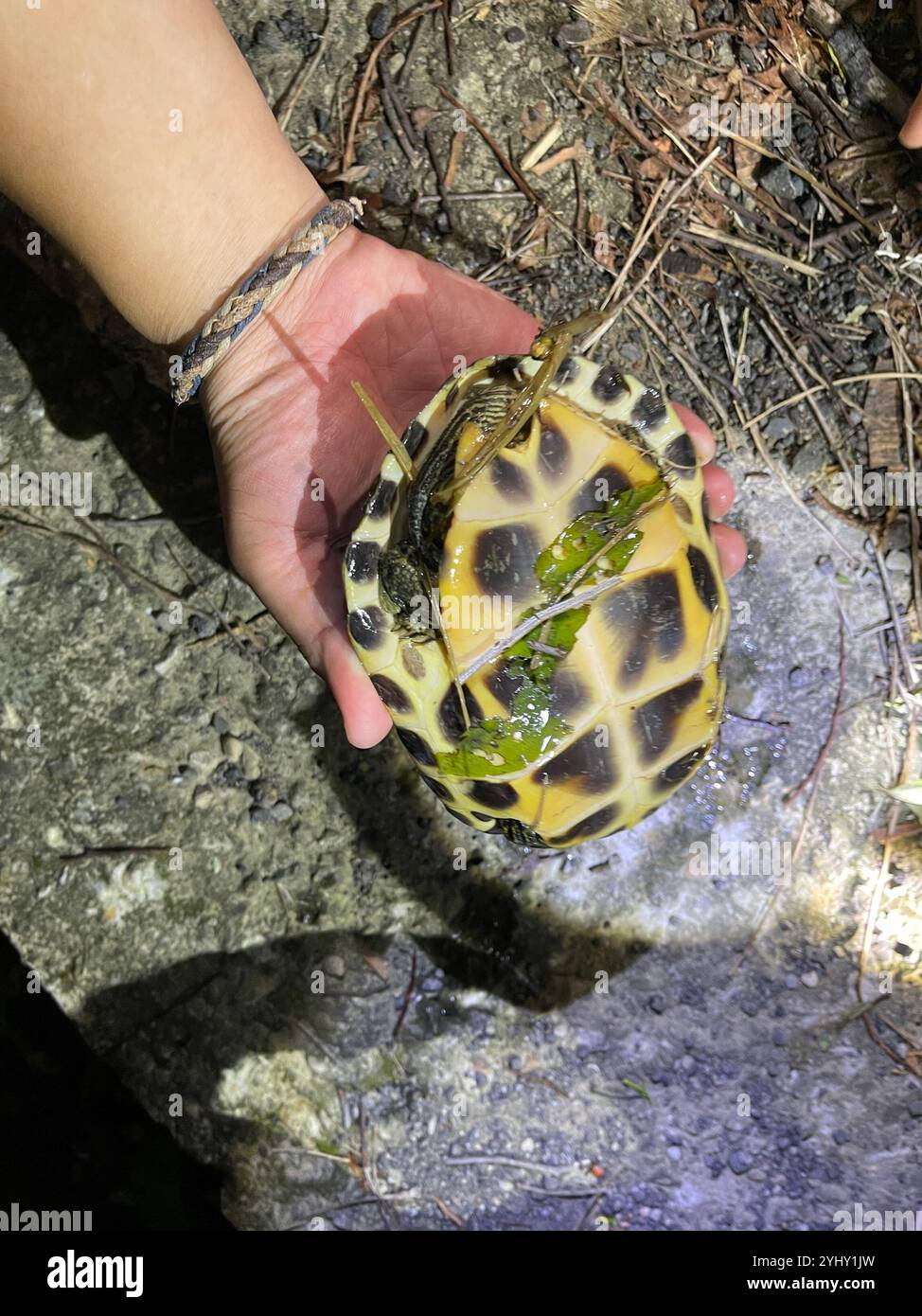 Common thread turtle (Mauremys sinensis Stock Photo - Alamy