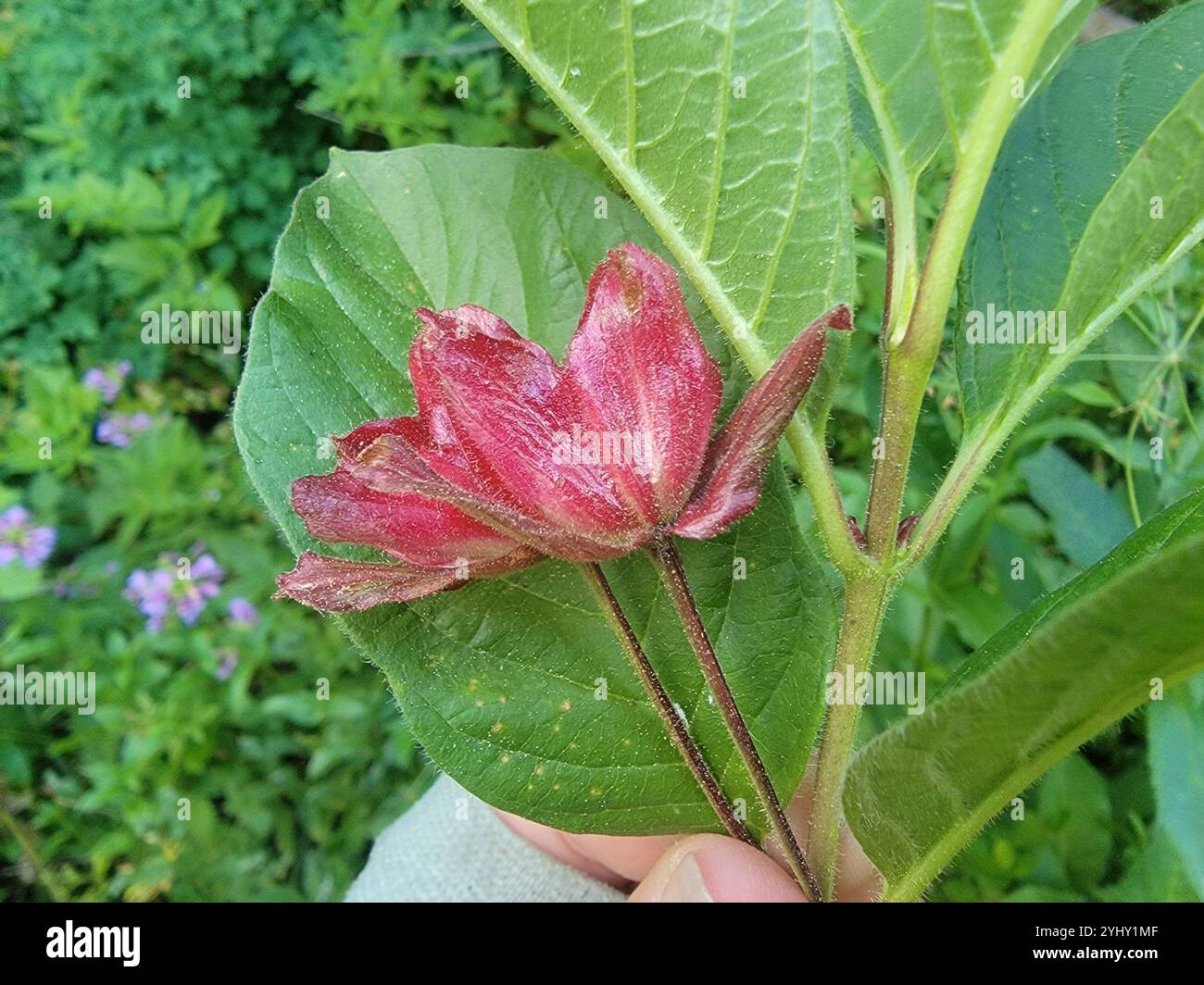 twinberry honeysuckle (Lonicera involucrata Stock Photo - Alamy