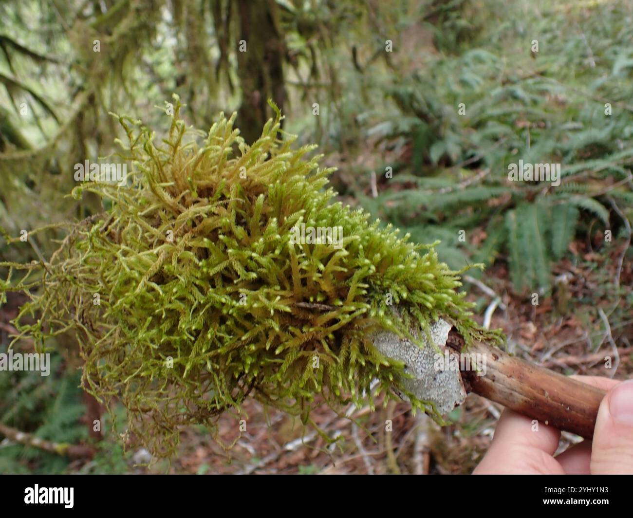 Pendulous Wing-moss (Antitrichia curtipendula Stock Photo - Alamy