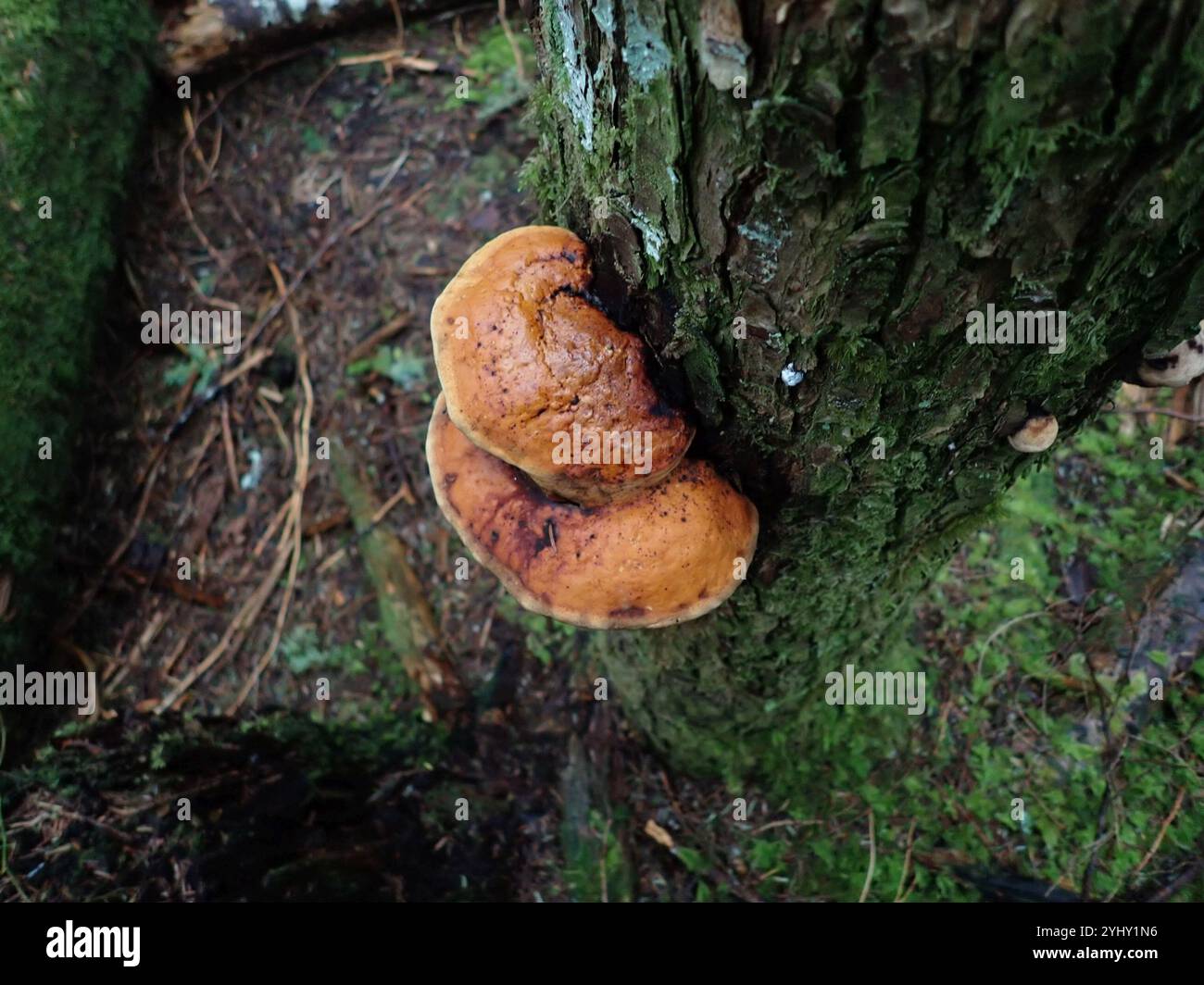 Red-banded Conks (Fomitopsis pinicola Stock Photo - Alamy