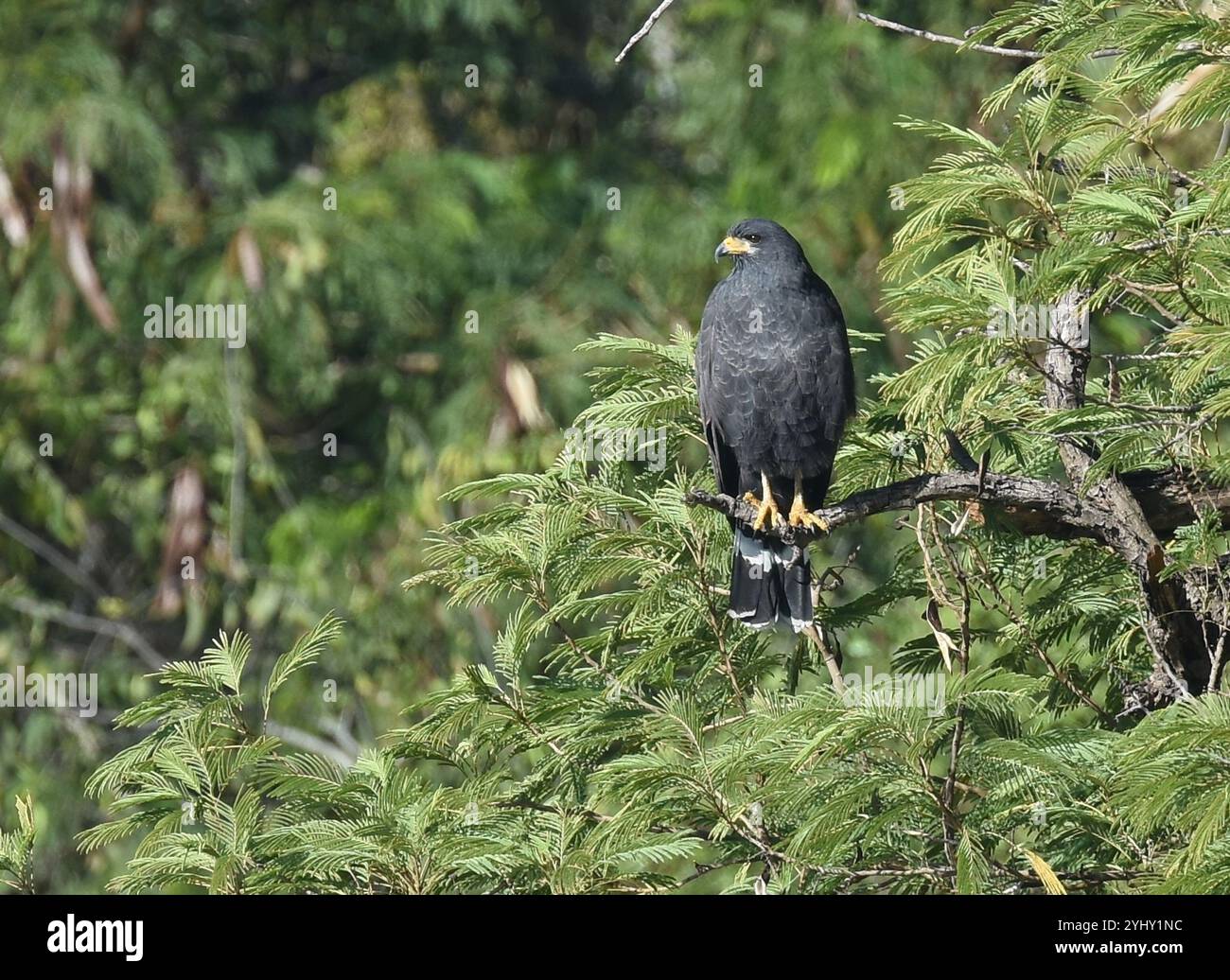 Common Black Hawk (Buteogallus anthracinus Stock Photo - Alamy