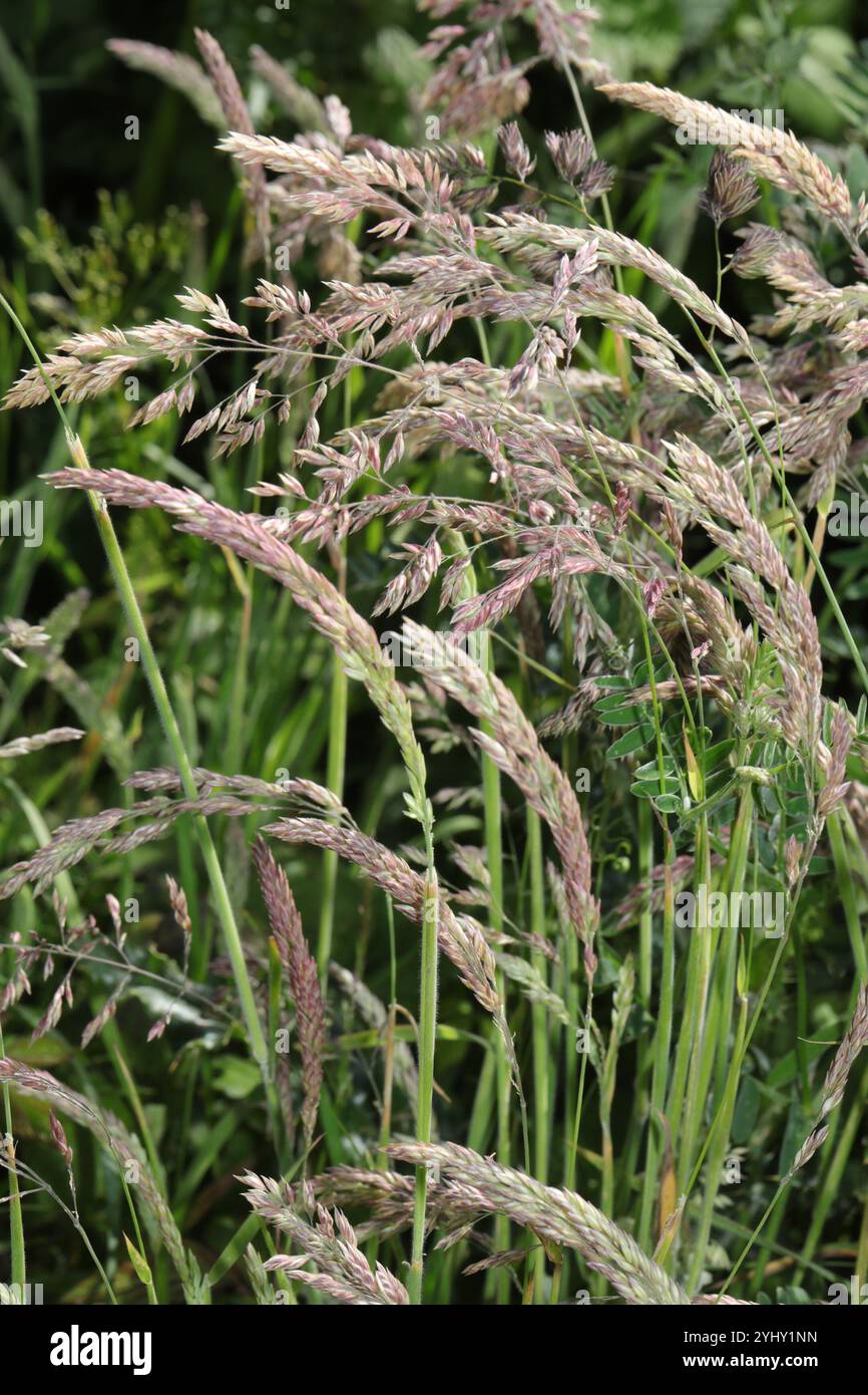 Yorkshire fog (Holcus lanatus Stock Photo - Alamy