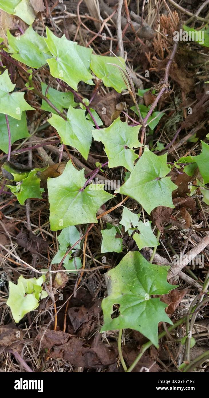 Cape-ivy (Delairea odorata Stock Photo - Alamy