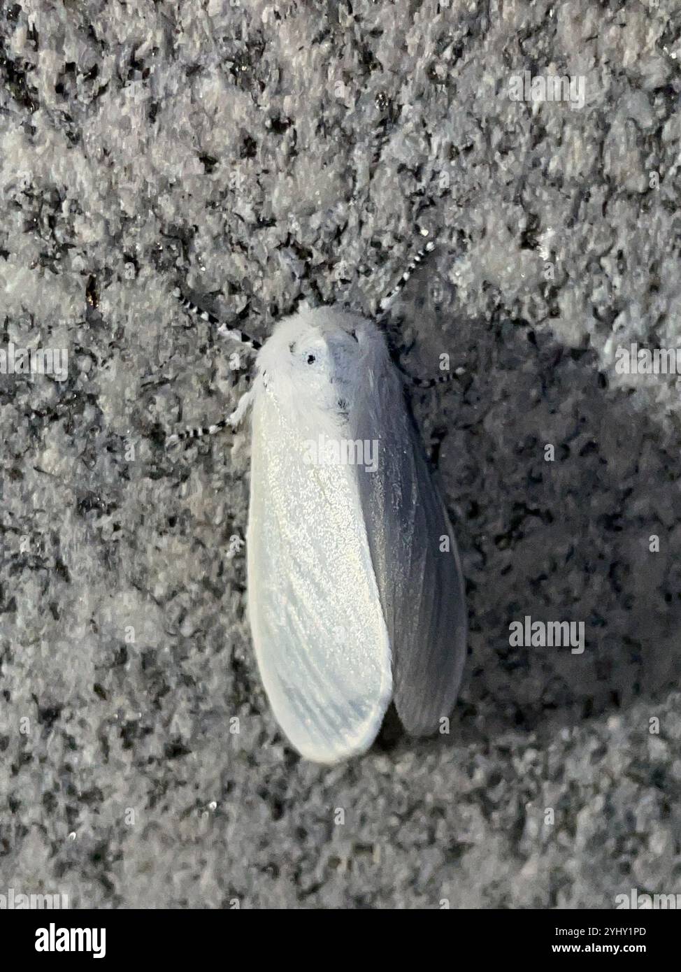 White Satin Moth (Leucoma salicis Stock Photo - Alamy