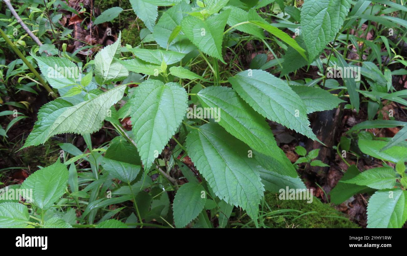 false nettle (Boehmeria cylindrica Stock Photo - Alamy