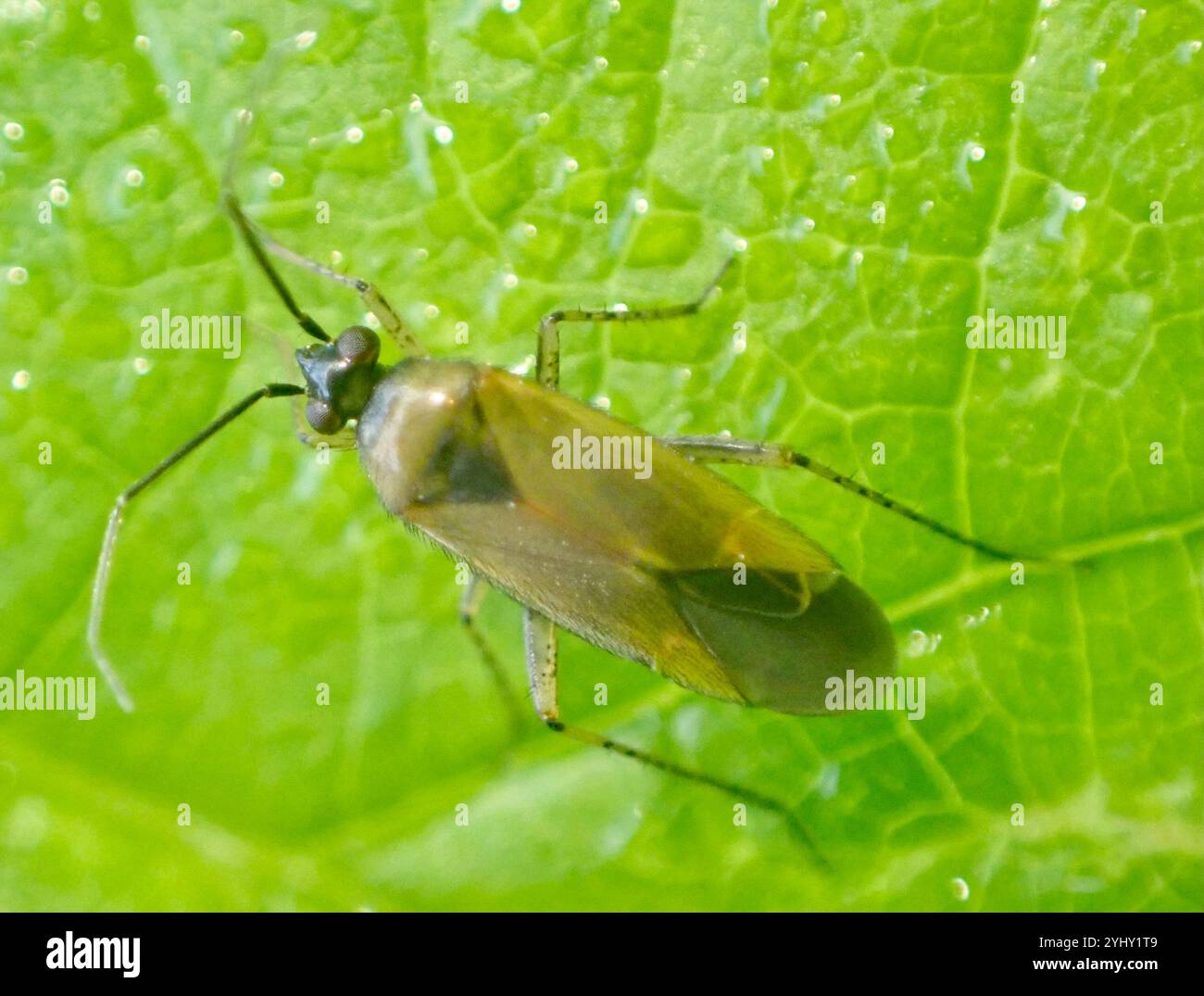 Common Nettle Flower Bug (Plagiognathus arbustorum Stock Photo - Alamy