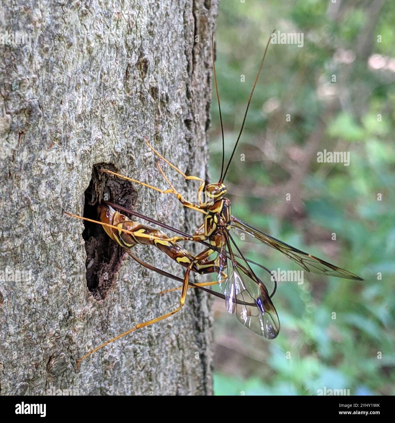 Long-tailed Giant Ichneumonid Wasp (Megarhyssa macrurus Stock Photo - Alamy
