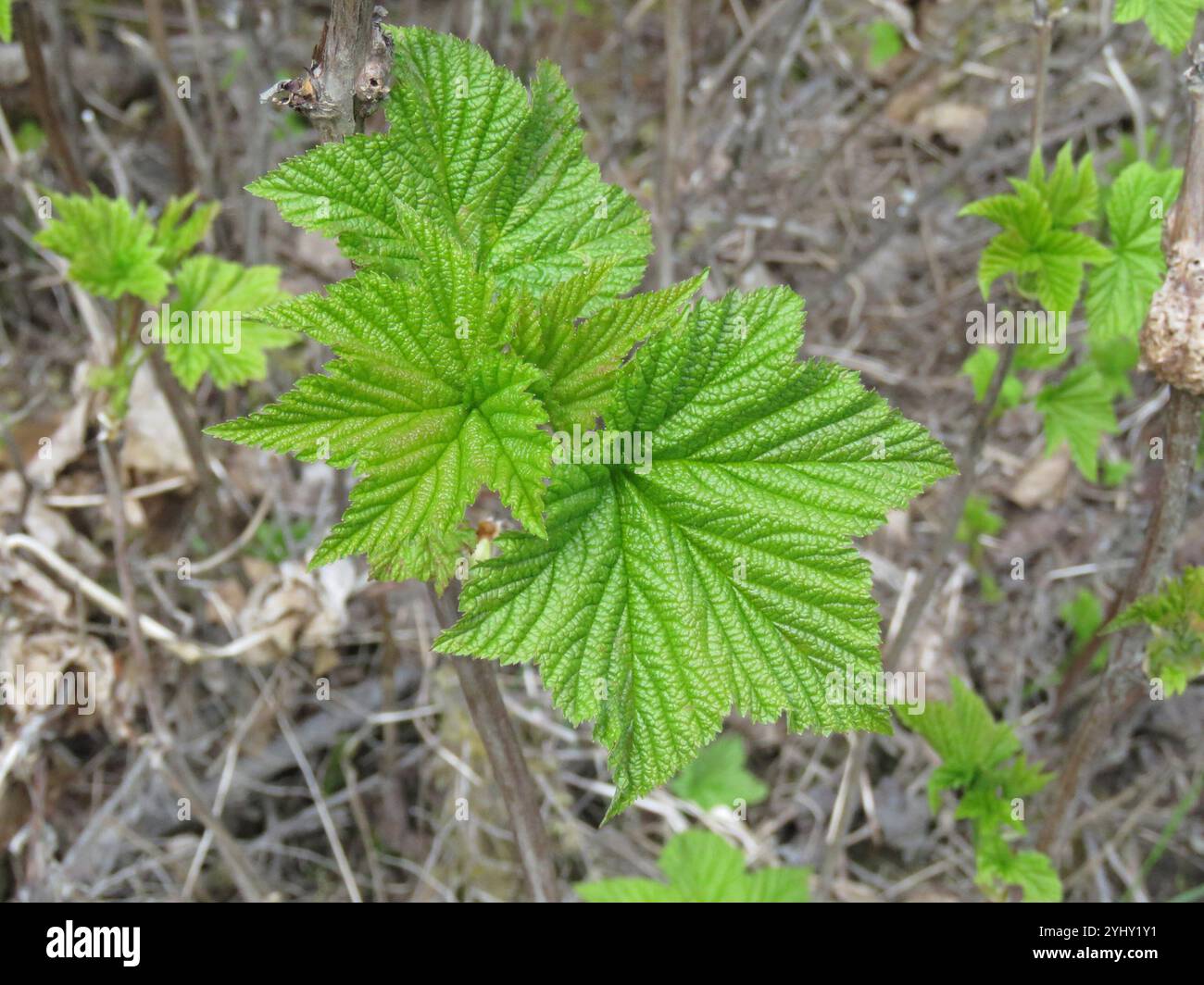 thimbleberry (Rubus parviflorus Stock Photo - Alamy