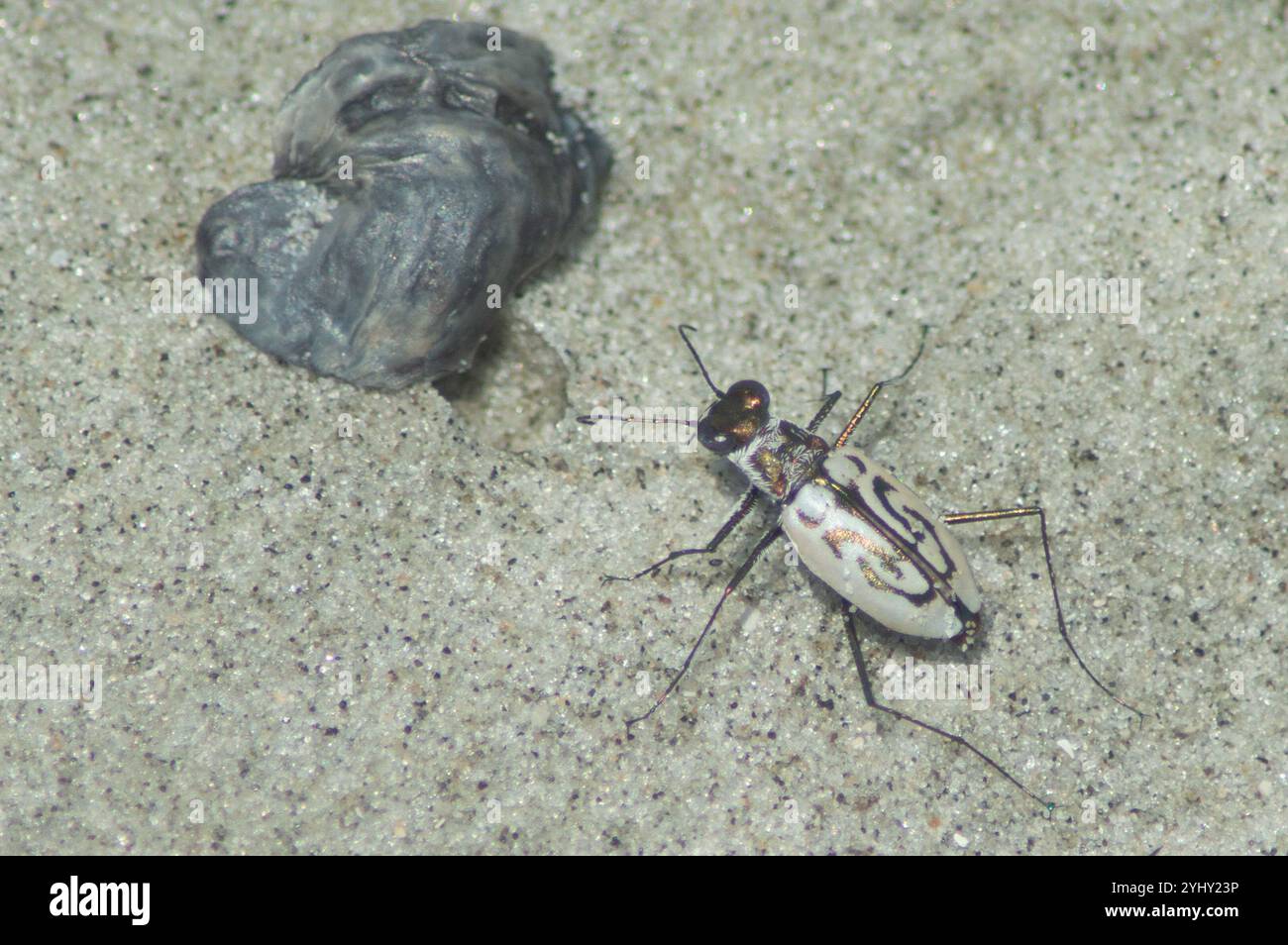 Eastern Beach Tiger Beetle (Habroscelimorpha dorsalis Stock Photo - Alamy