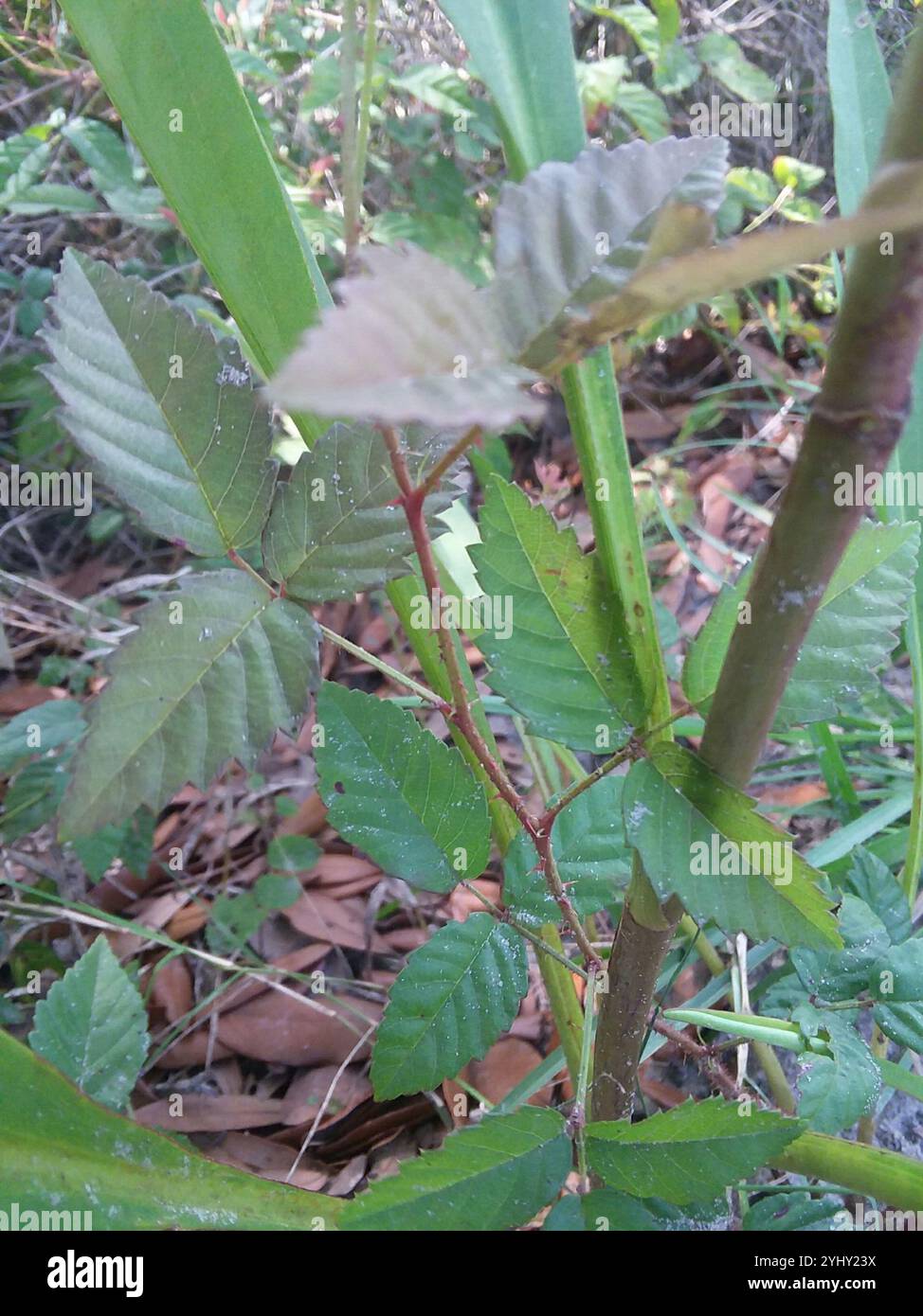 Pensilvanicus hi-res stock photography and images - Alamy