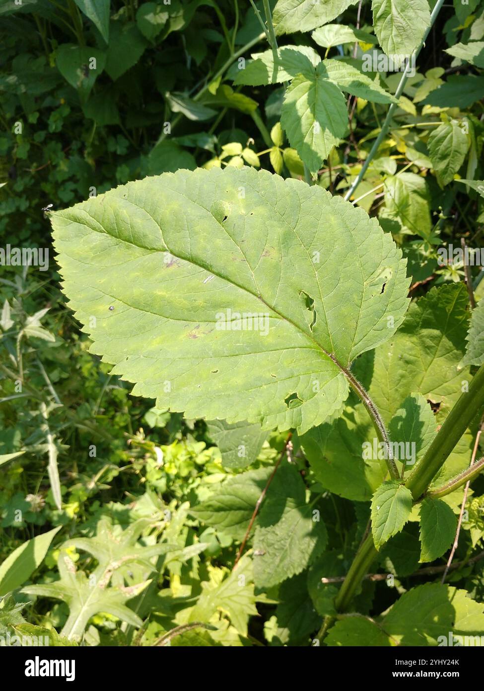 late figwort (Scrophularia marilandica Stock Photo - Alamy
