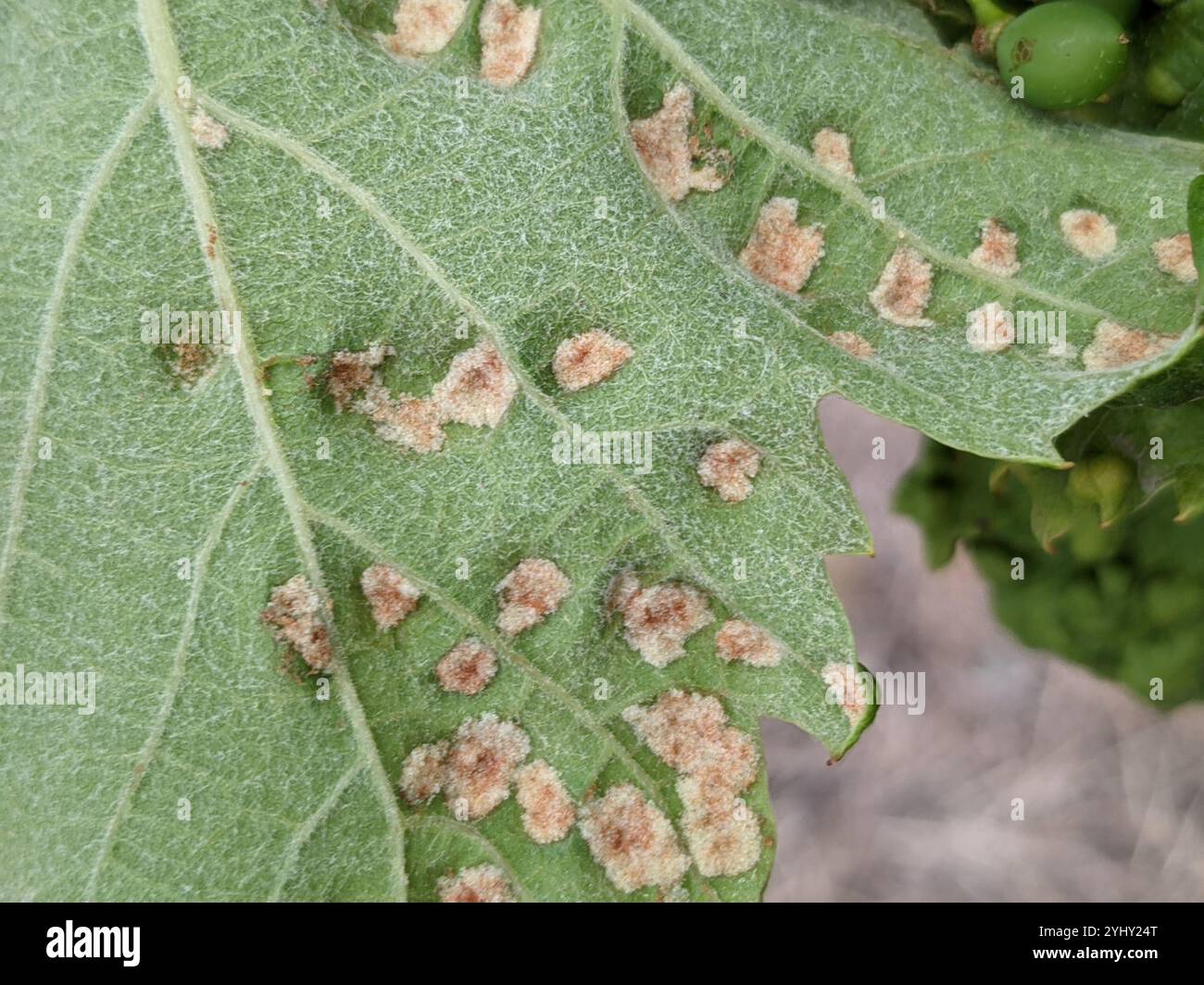 Grape erineum mite colomerus vitis hi-res stock photography and images ...