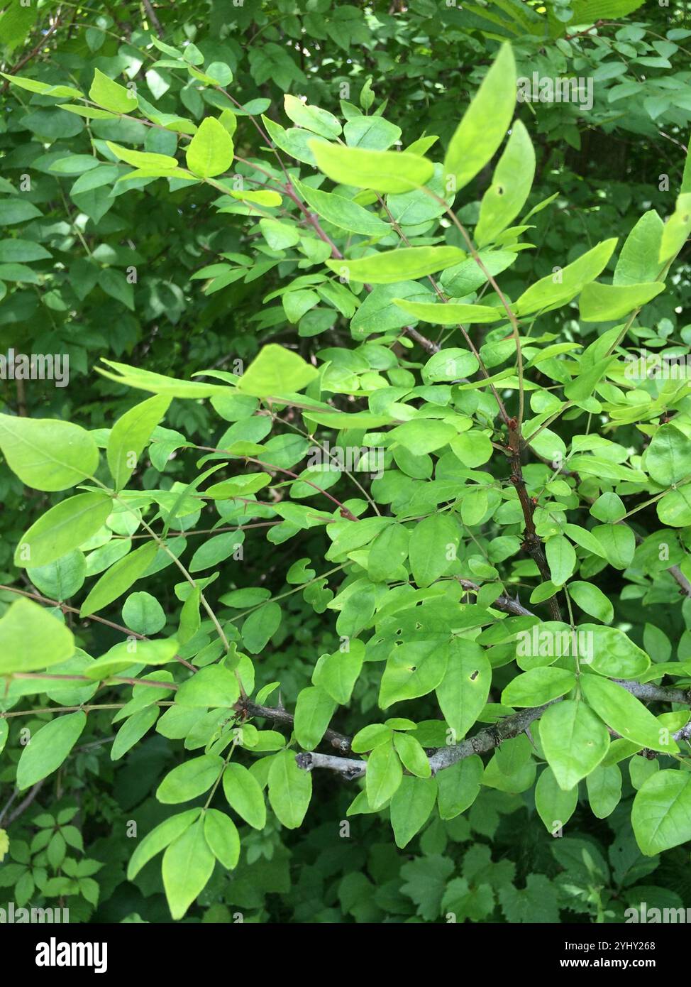 common prickly ash (Zanthoxylum americanum Stock Photo - Alamy