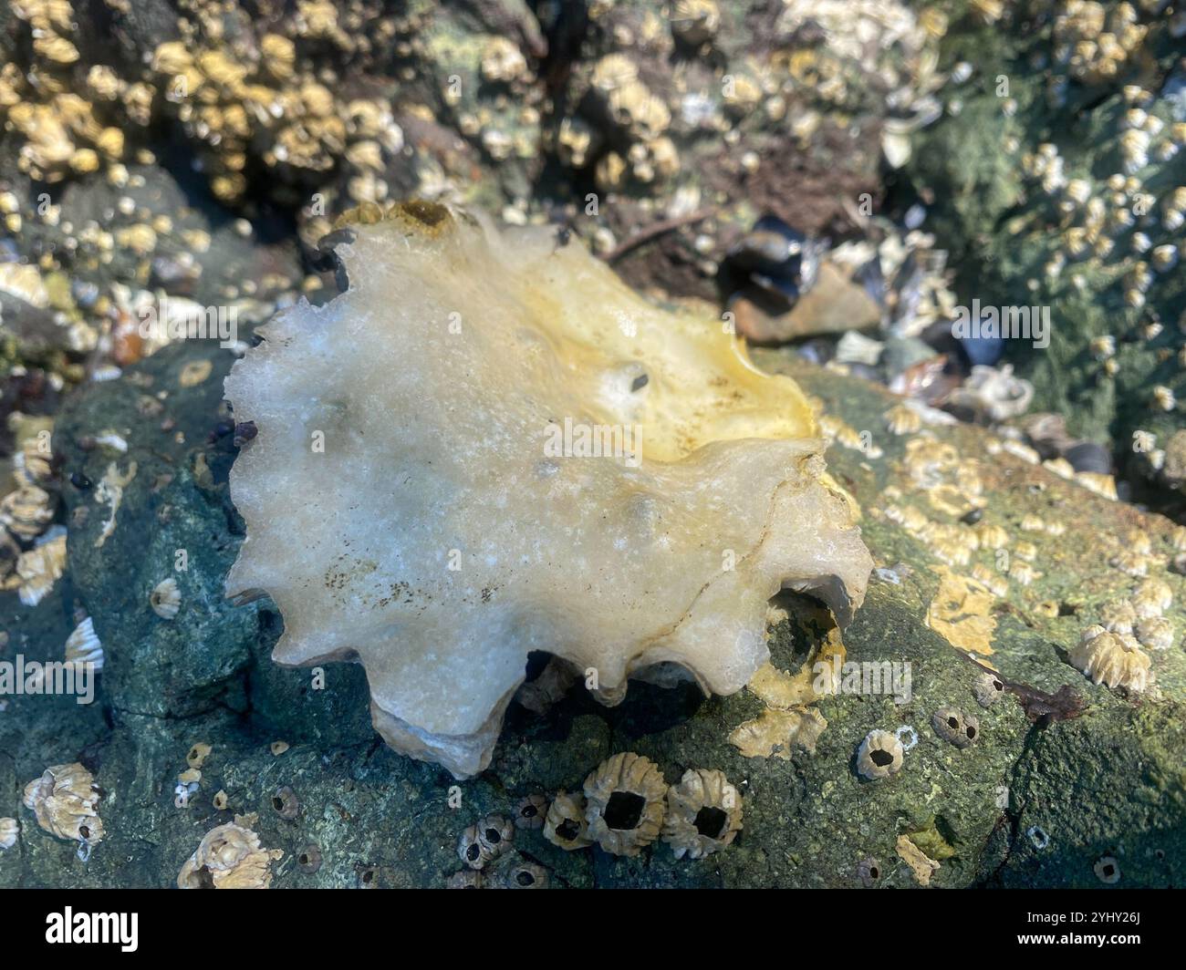 Magallana hi-res stock photography and images - Alamy