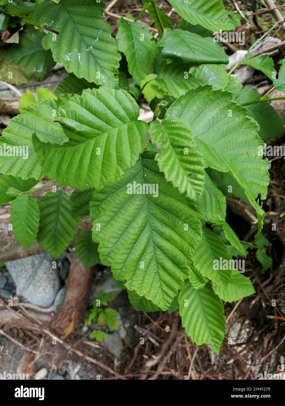 Red Alder (Alnus rubra Stock Photo - Alamy
