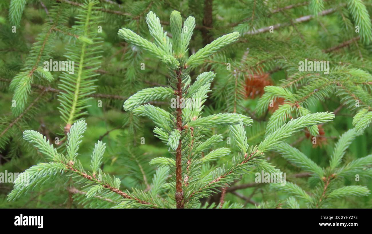 white spruce (Picea glauca Stock Photo - Alamy