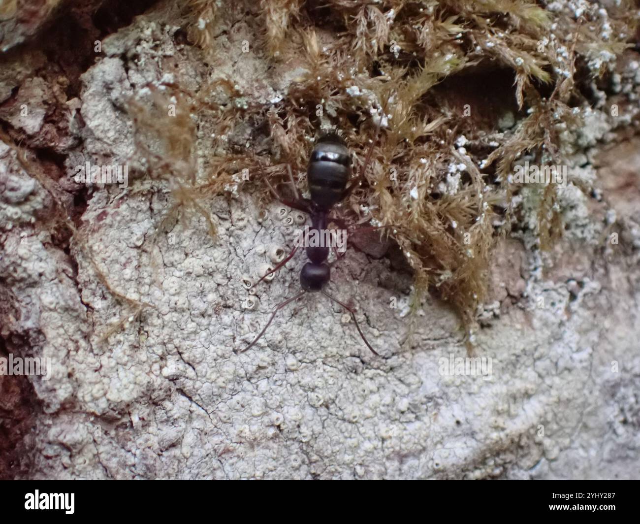 Western Black Carpenter Ant (Camponotus modoc Stock Photo - Alamy