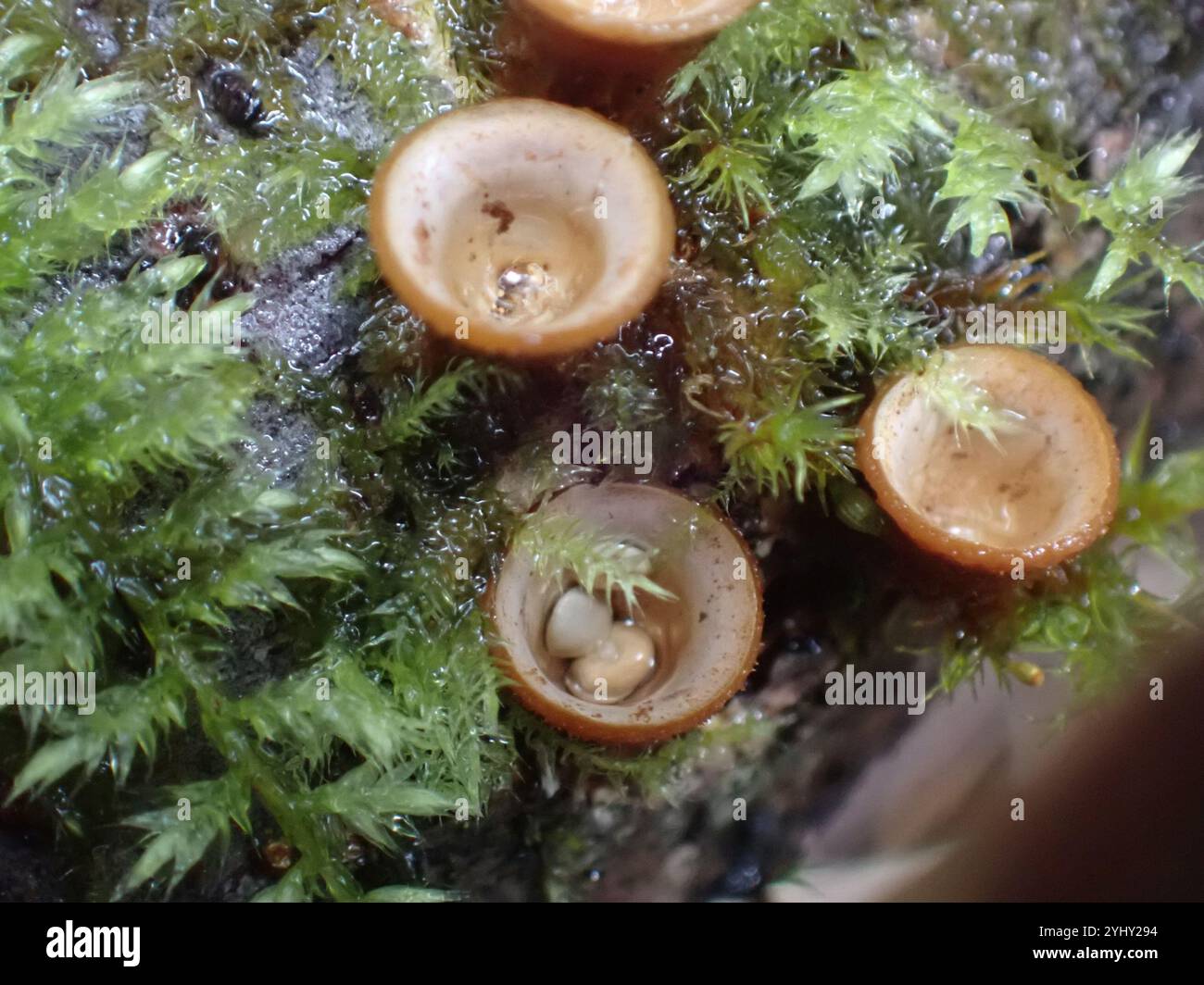 bird's nest fungi (Nidulariaceae Stock Photo - Alamy