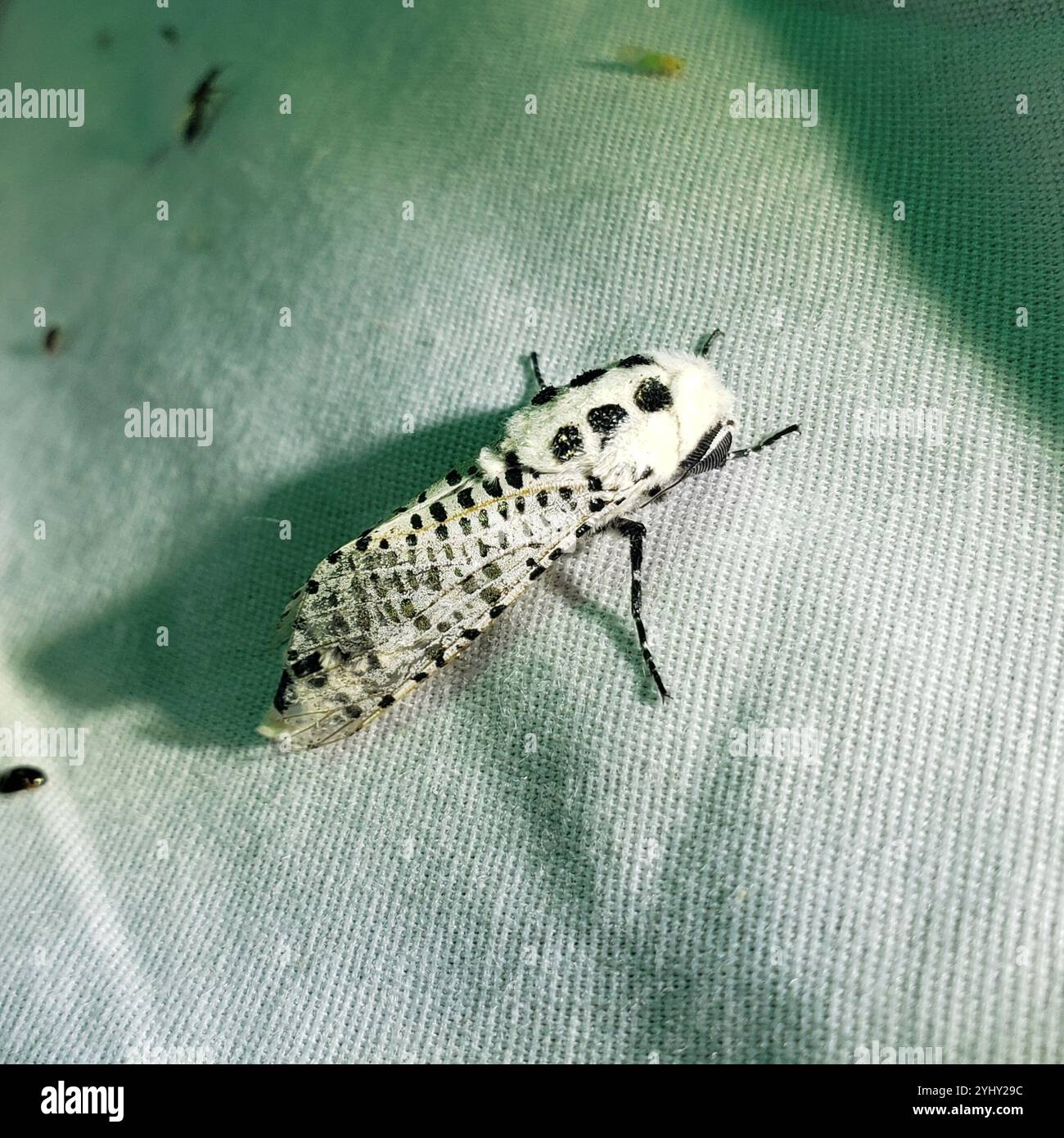 Wood Leopard Moth (Zeuzera pyrina Stock Photo - Alamy