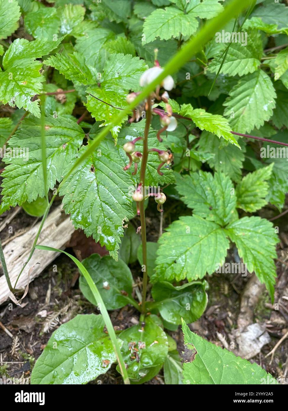 shinleaf (Pyrola elliptica Stock Photo - Alamy