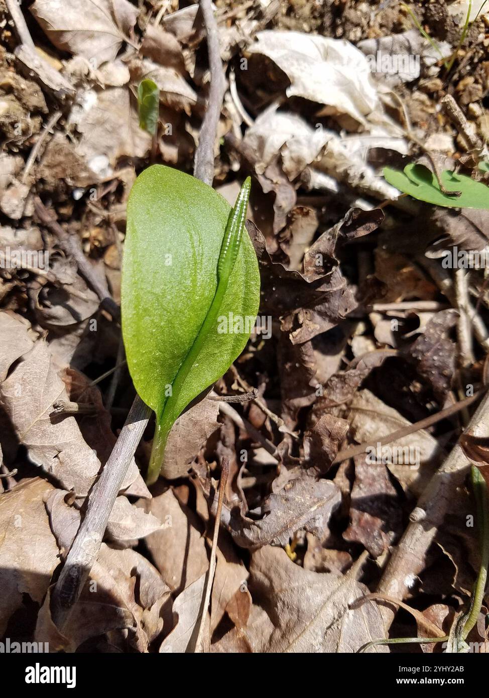 southern adder's-tongue (Ophioglossum pycnostichum Stock Photo - Alamy
