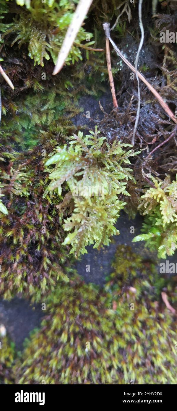 stairstep moss (Hylocomium splendens Stock Photo - Alamy