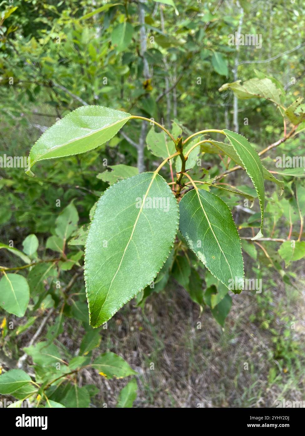 balsam poplar (Populus balsamifera Stock Photo - Alamy