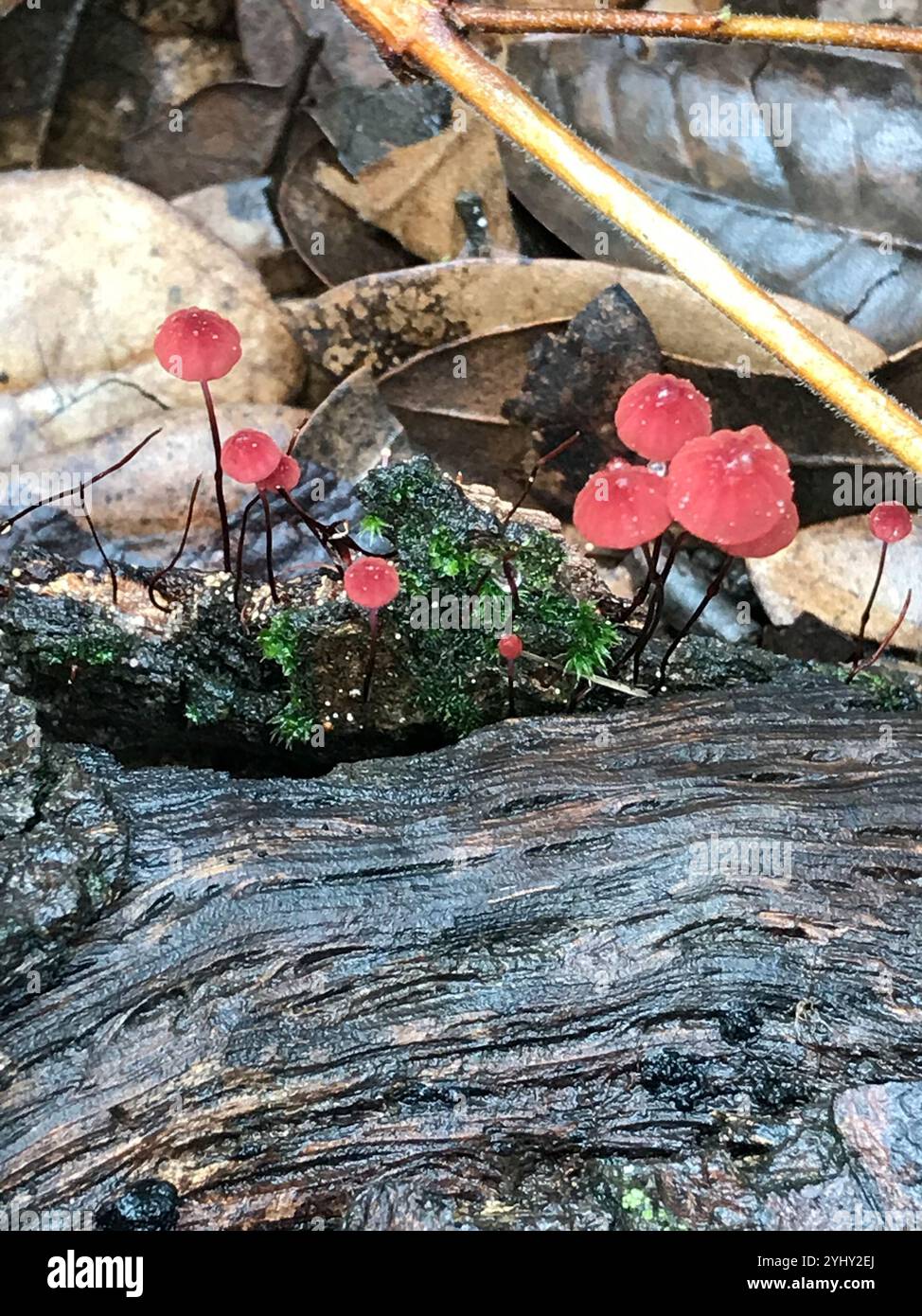 purple pinwheel (Marasmius haematocephalus Stock Photo - Alamy