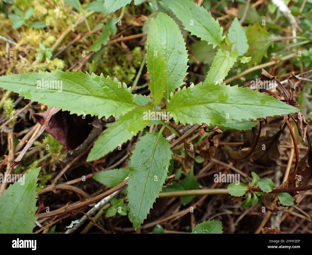 Cascade Beardtongue (Penstemon serrulatus Stock Photo - Alamy