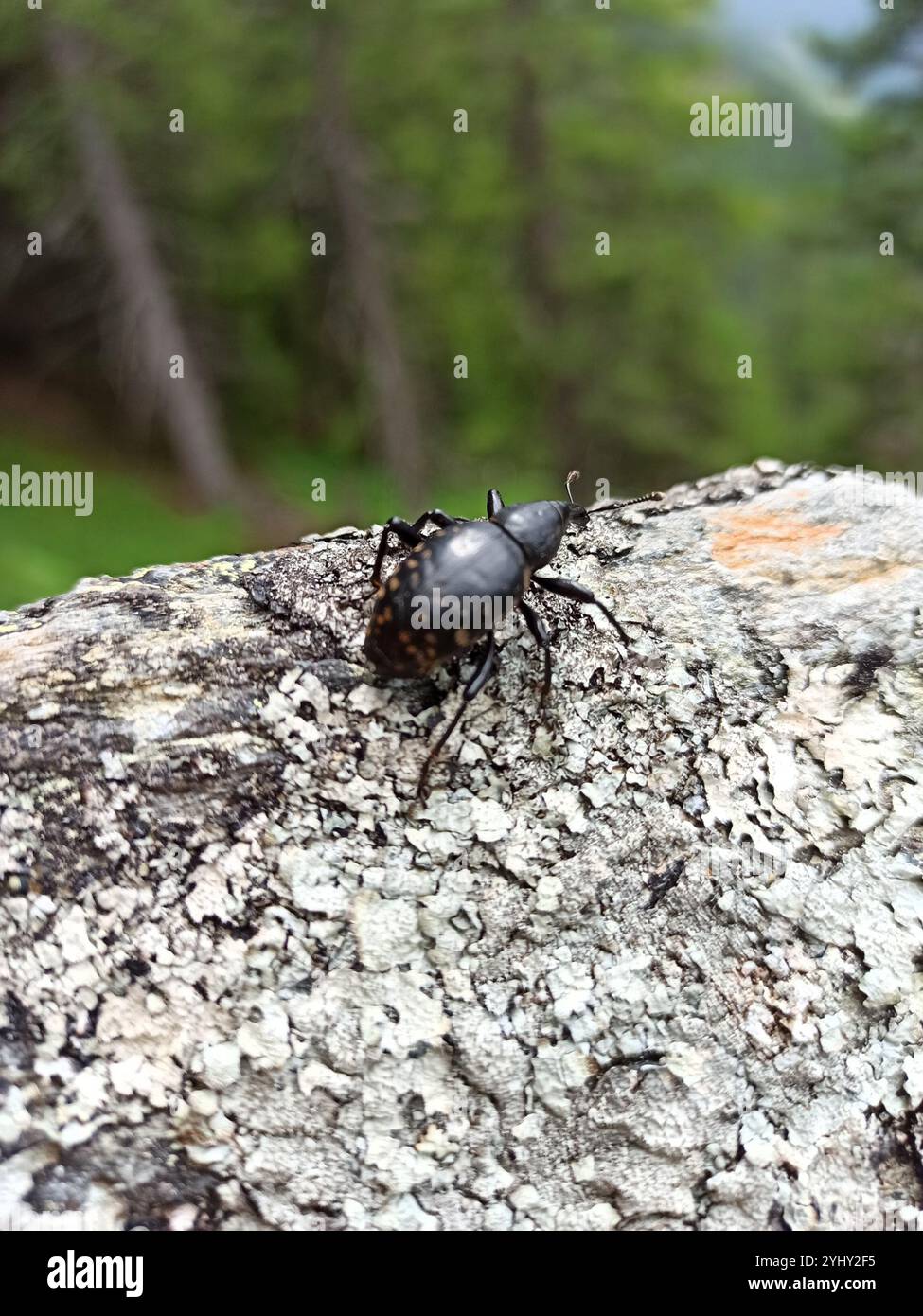 Liparus hi-res stock photography and images - Alamy