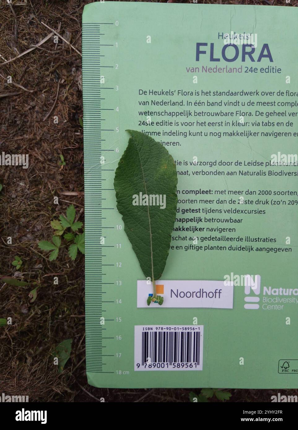 Vetrix hi-res stock photography and images - Alamy