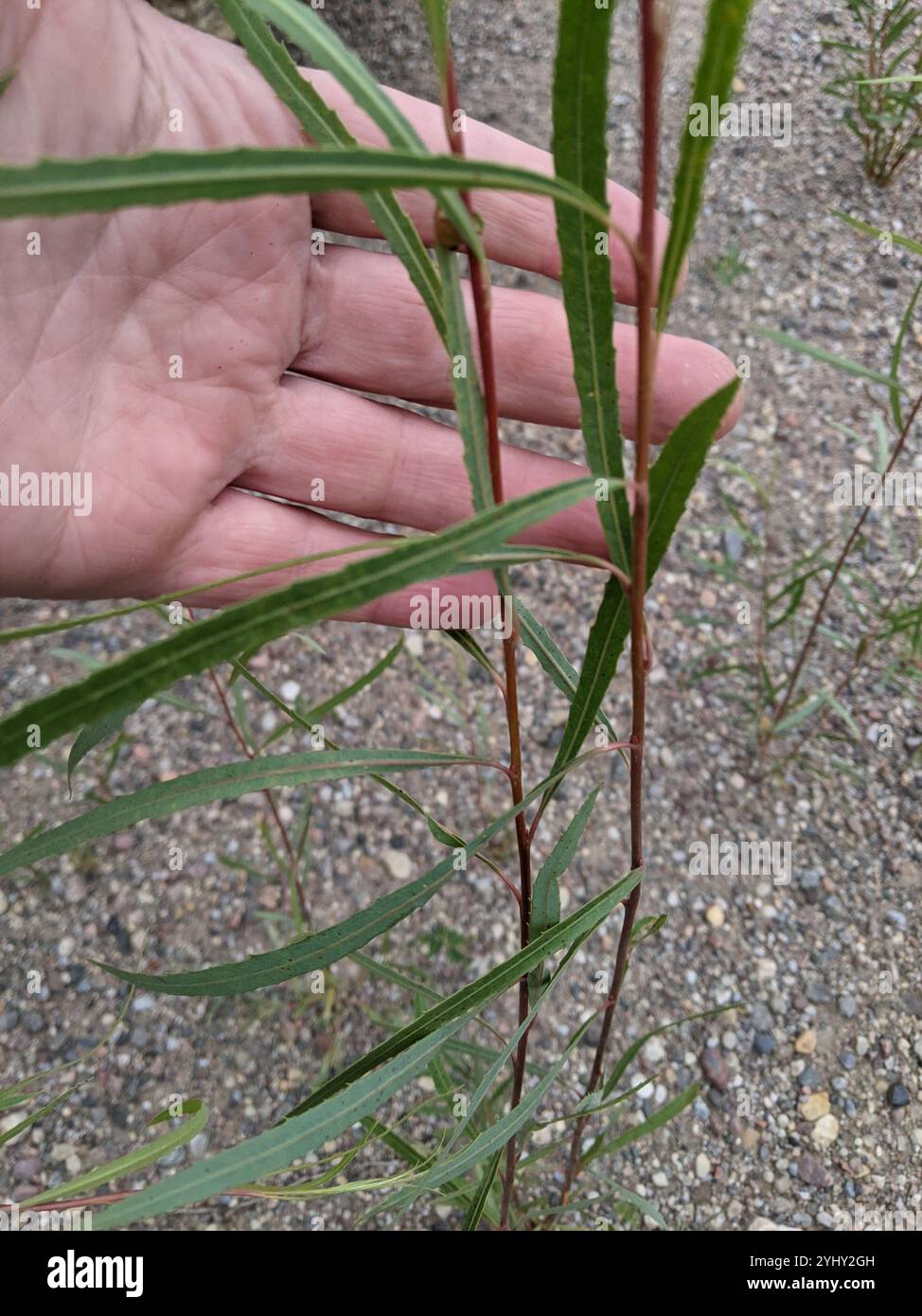 interior sandbar willow (Salix interior Stock Photo - Alamy
