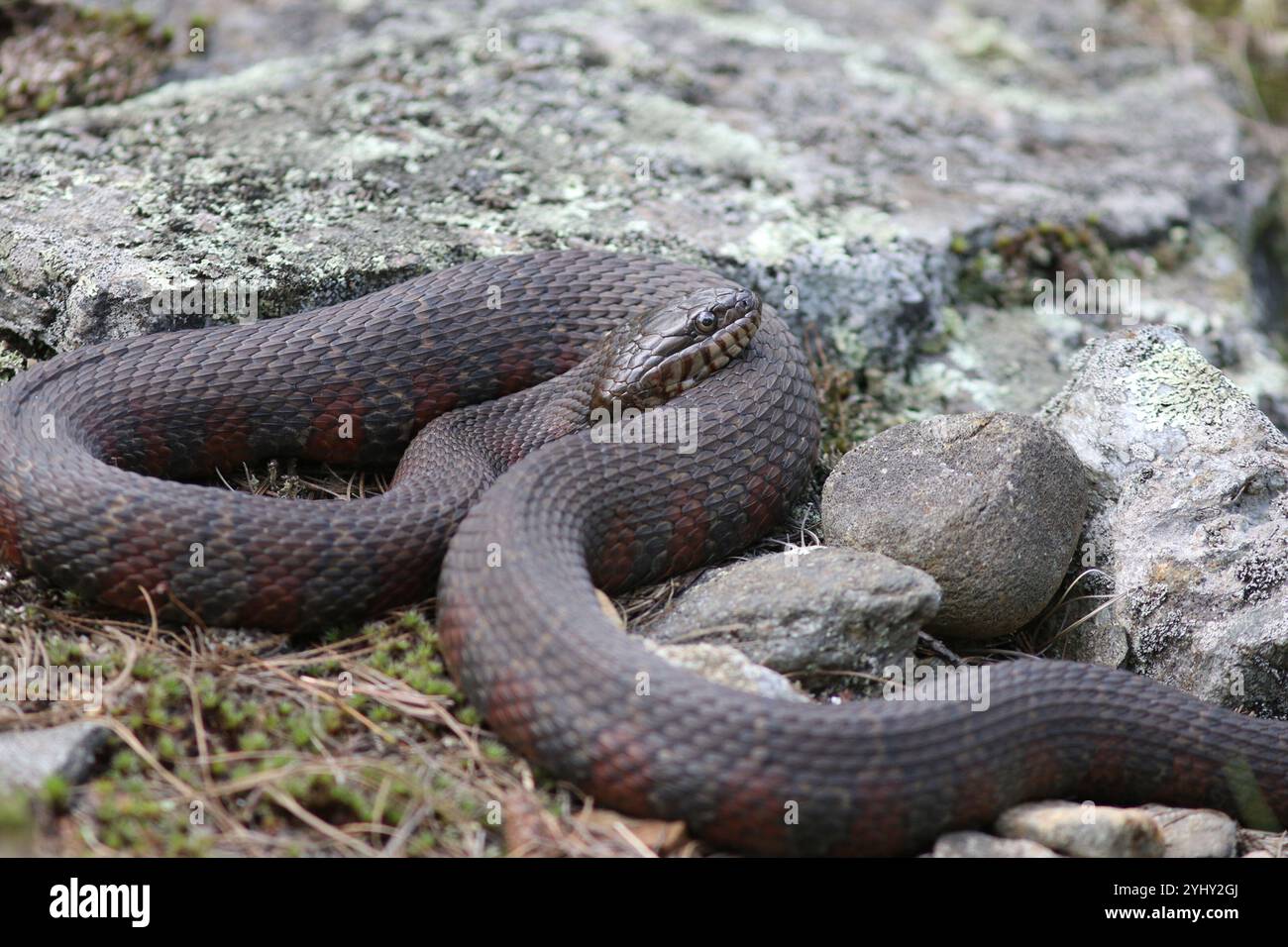 Common Watersnake (Nerodia sipedon Stock Photo - Alamy