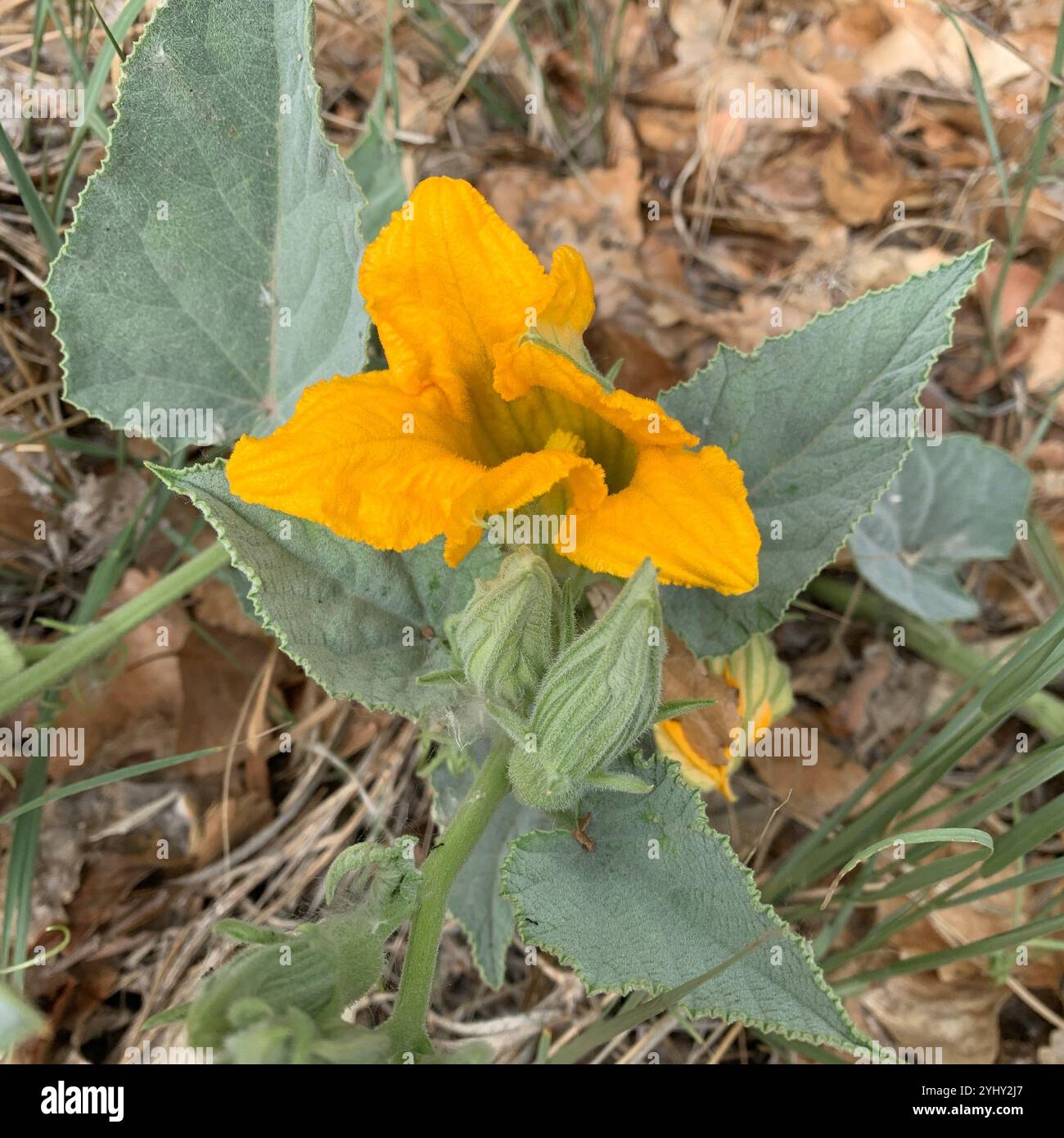 Buffalo gourd cucurbita foetidissima hi-res stock photography and ...