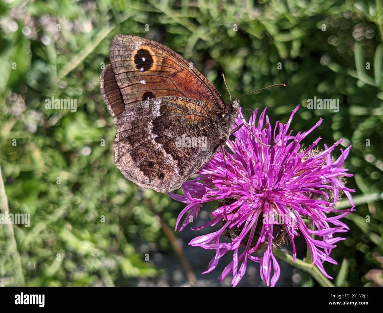 Great Sooty Satyr (Satyrus ferula Stock Photo - Alamy