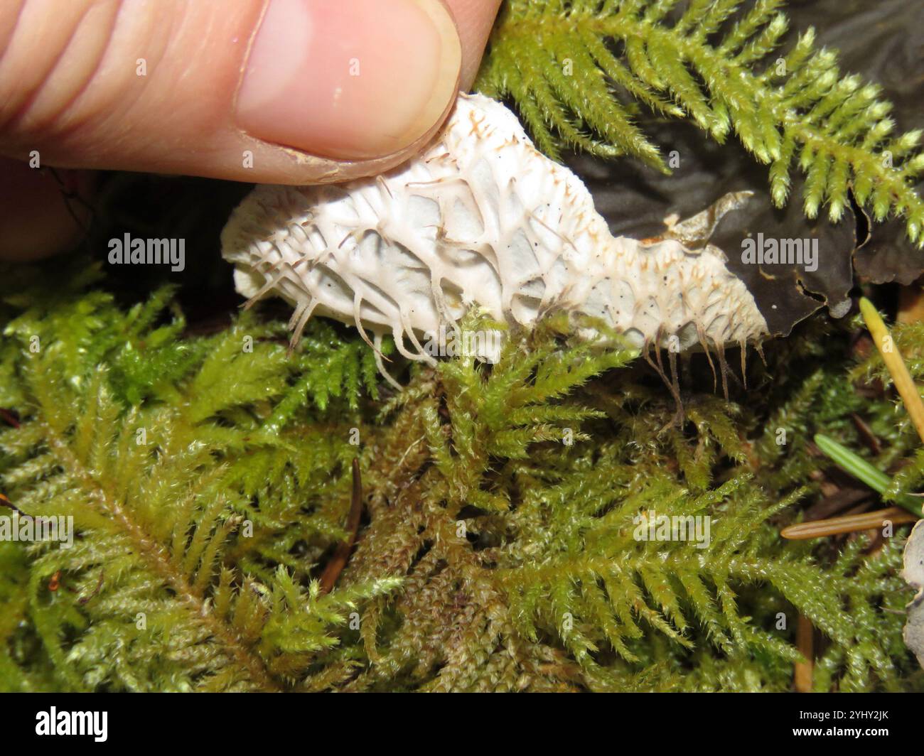 dog pelt lichen (Peltigera canina Stock Photo - Alamy