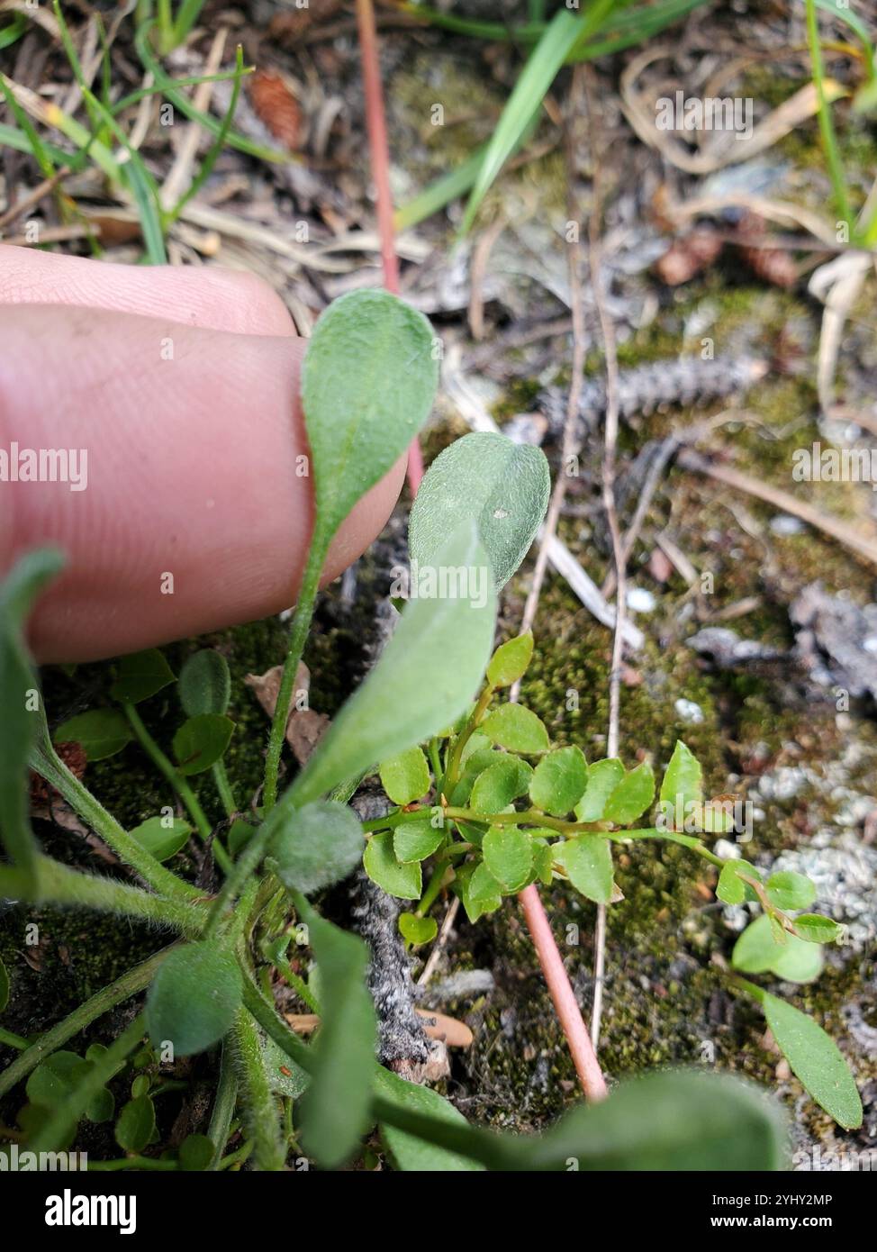 Alpine Yellow Fleabane (Erigeron aureus Stock Photo - Alamy