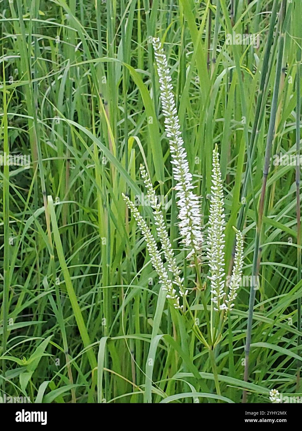 Culver's root (Veronicastrum virginicum Stock Photo - Alamy