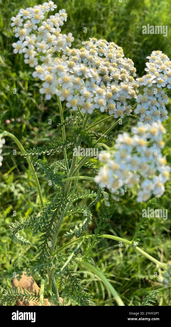 common yarrow (Achillea millefolium Stock Photo - Alamy