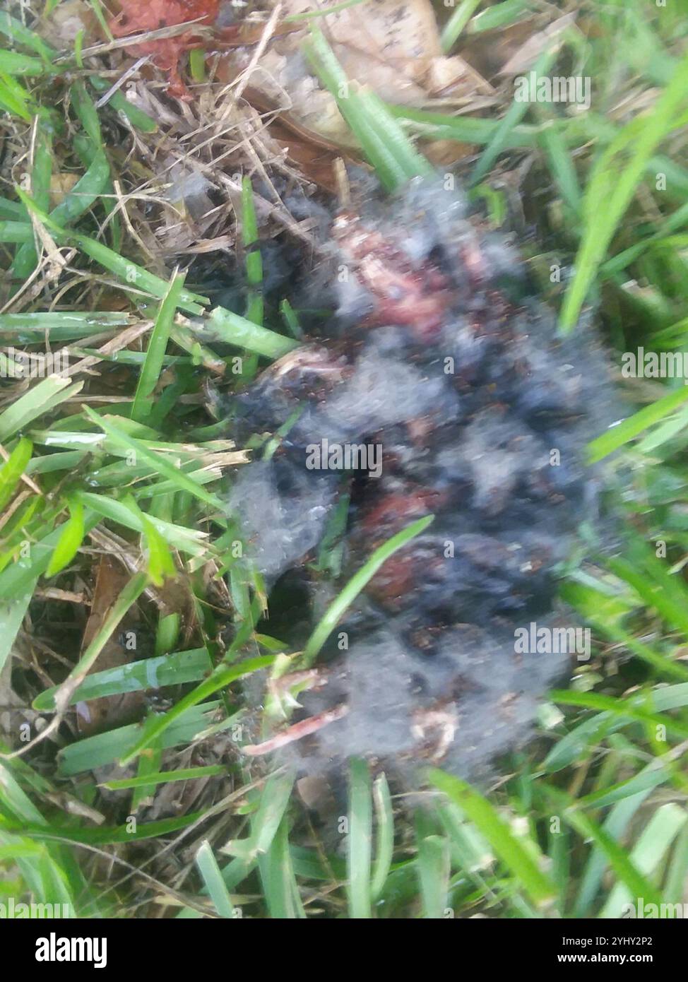 Eastern Mole (Scalopus aquaticus Stock Photo - Alamy