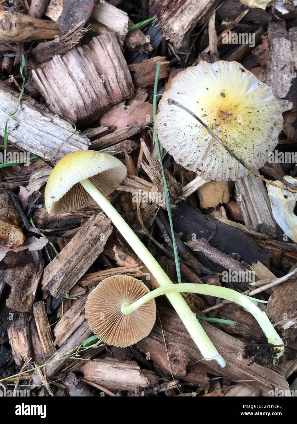 yellow fieldcap (Bolbitius titubans Stock Photo - Alamy